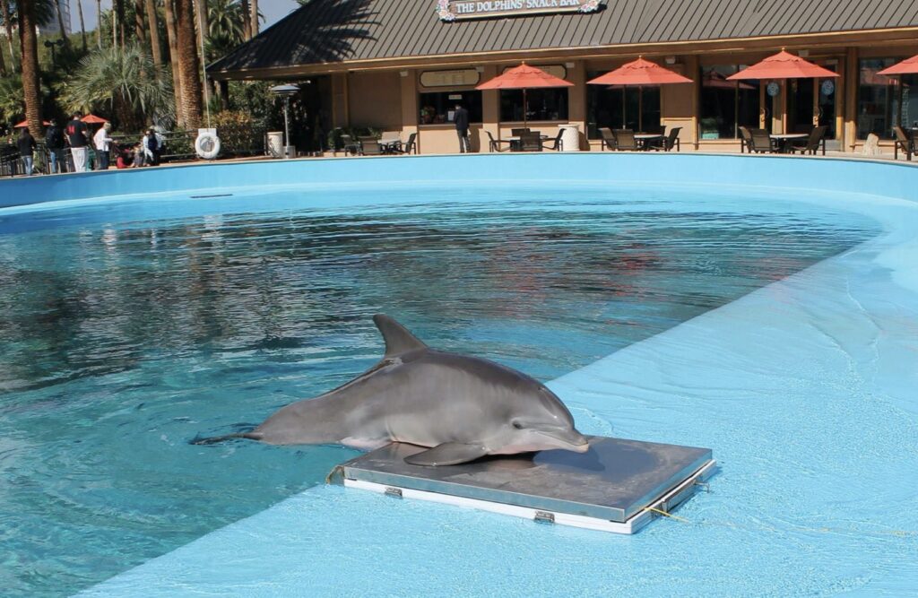 Free the Dolphins - Free The Ocean